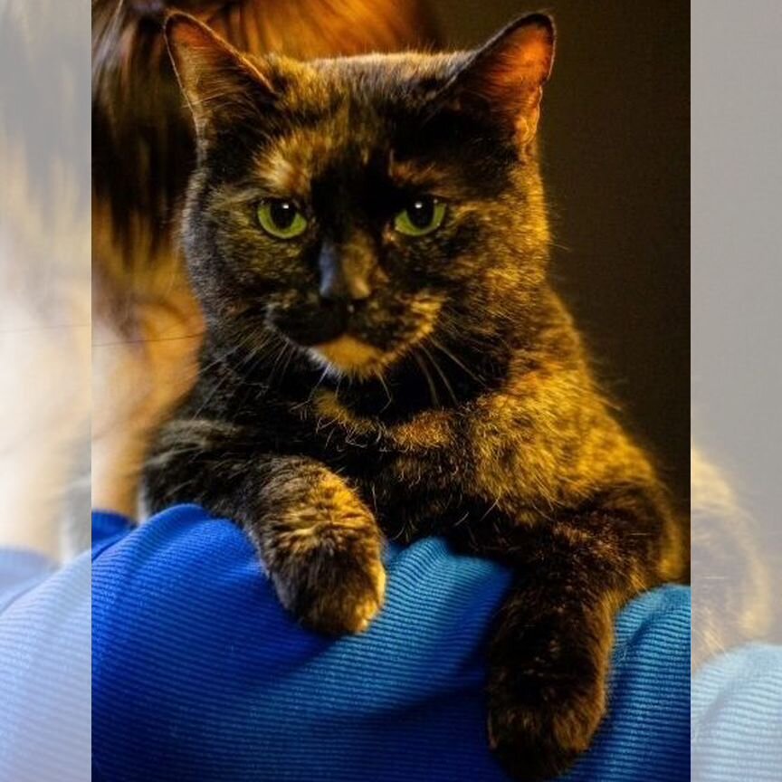 Взрослая, кошка в добрые руки