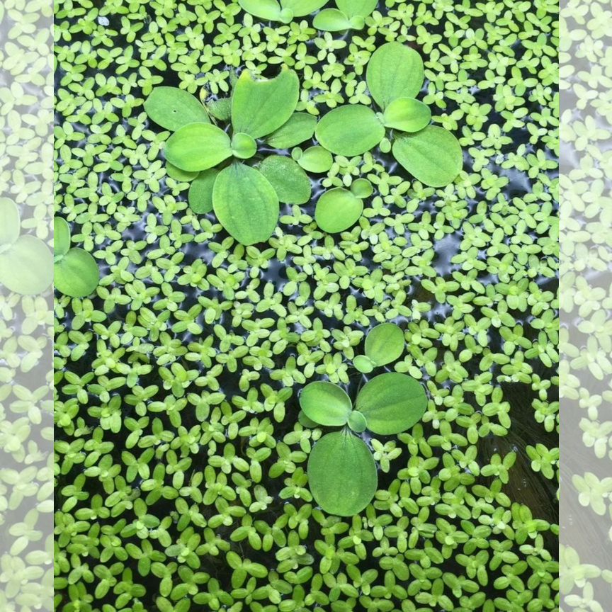 Ряска и пистия