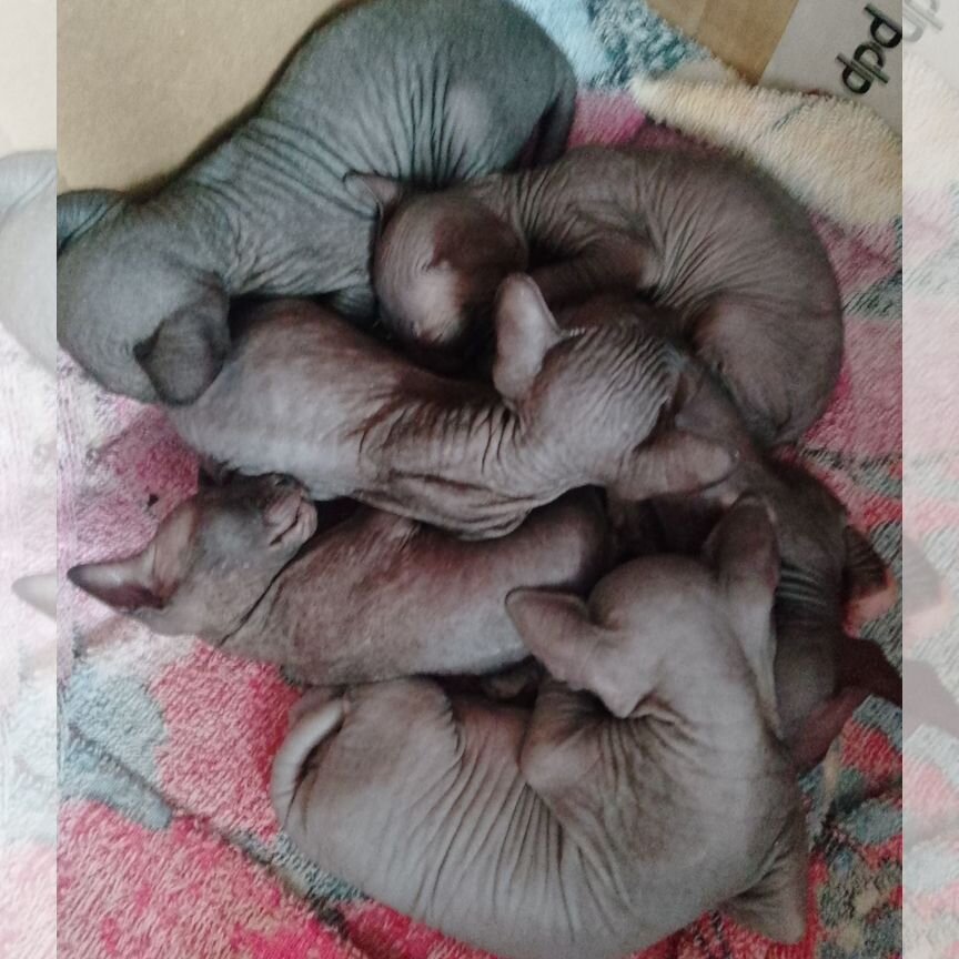 Канадский сфинкс котёнок