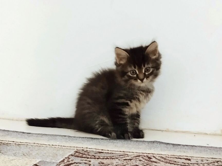 Котята