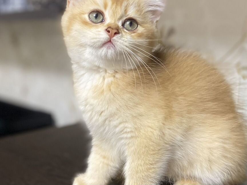 Шотландец шоколадный by 12