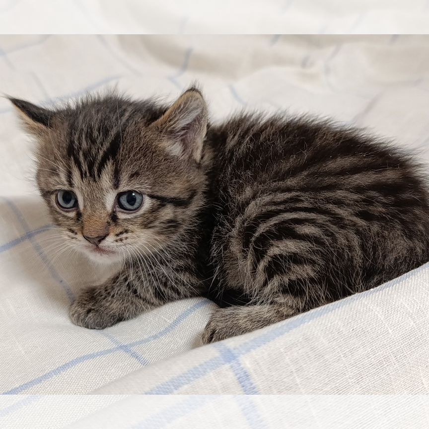 Котёнок в добрые руки