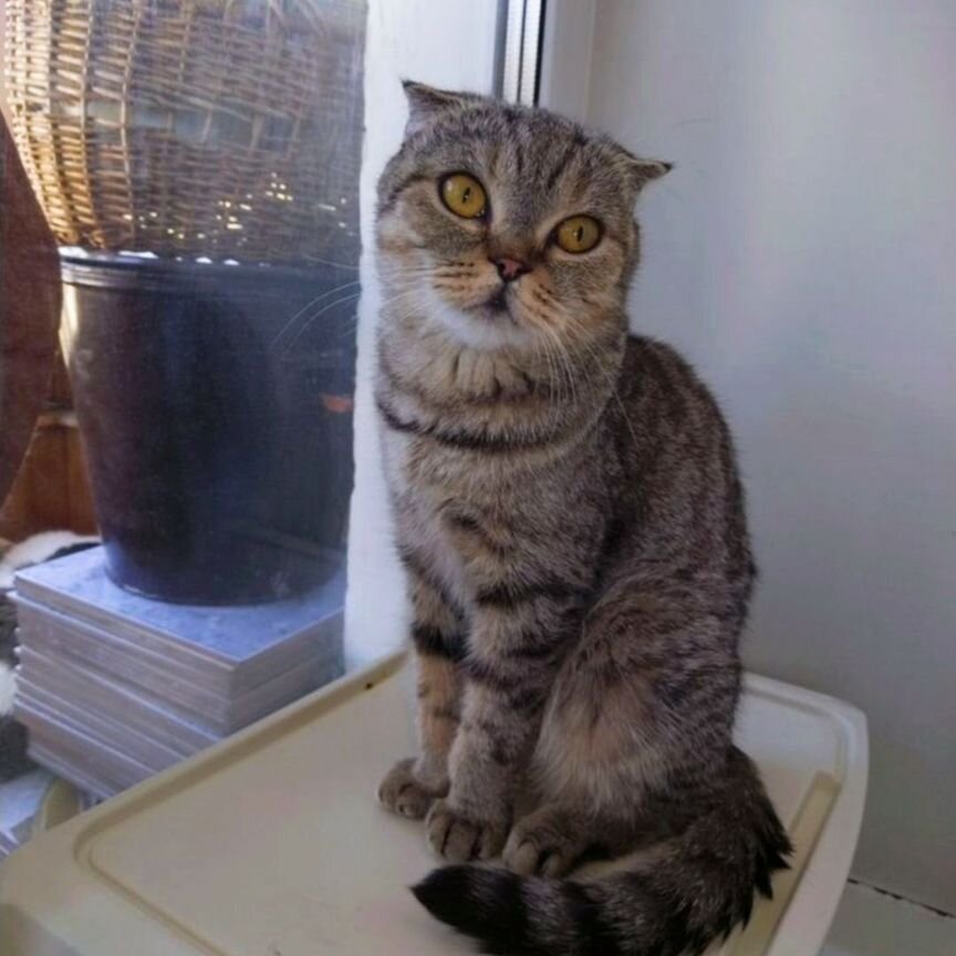 Чудесная кошечка Сима. 1,5 года