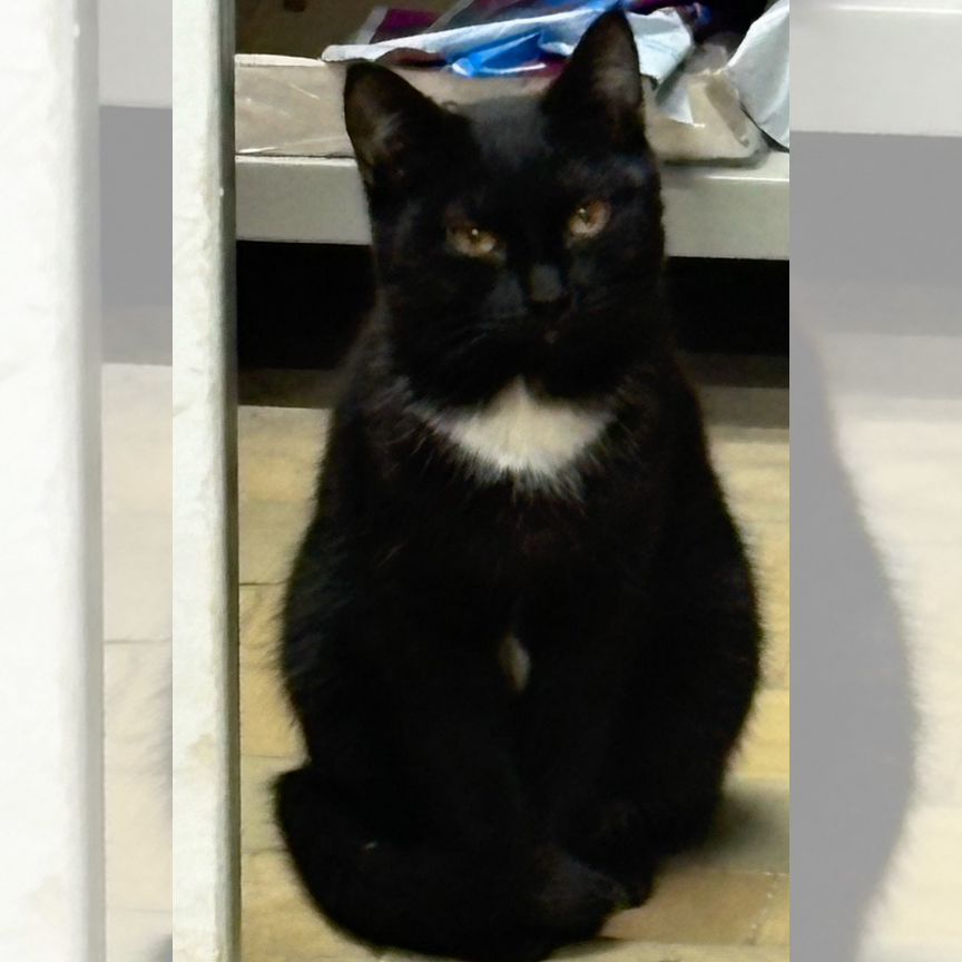 Взрослая, кошка в добрые руки