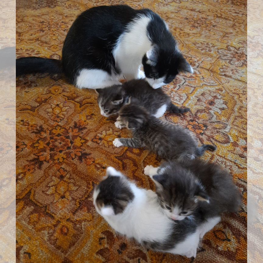 Котёнок в добрые руки