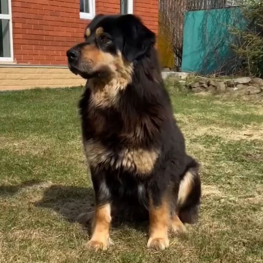 Бурят-монгольский волкодав, взрослая собака