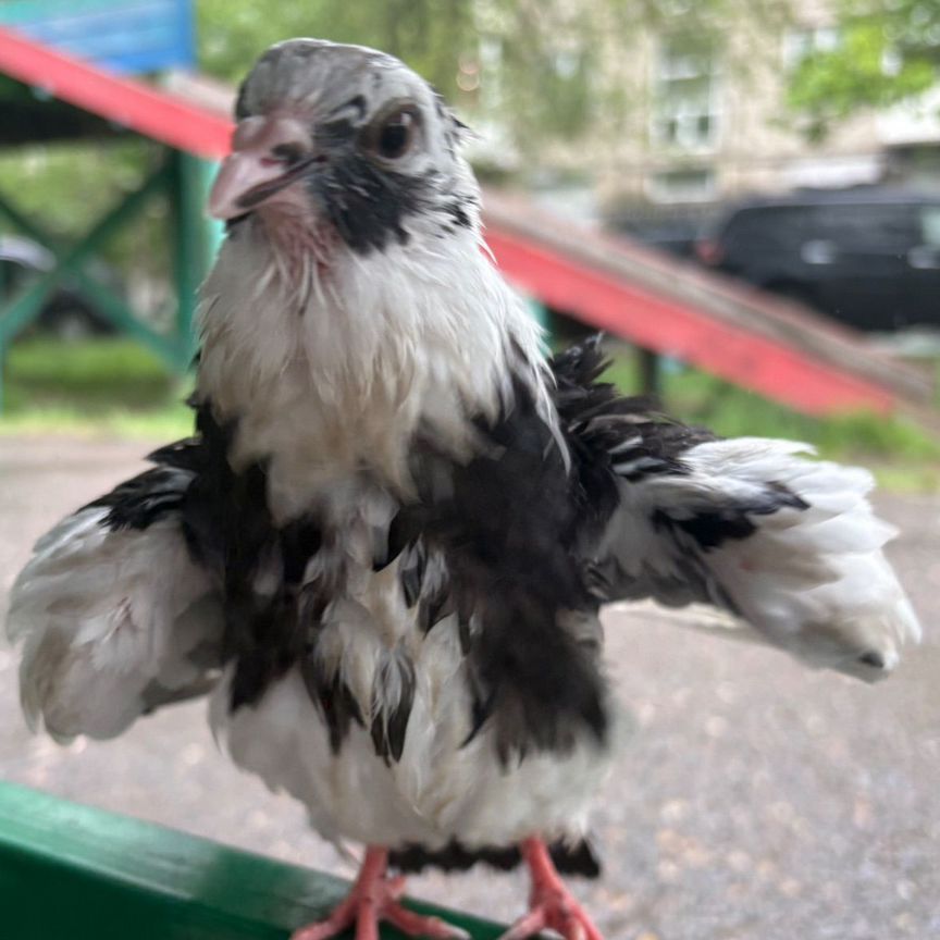 Голубь ручной