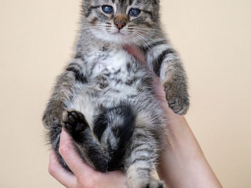 Особенный котенок девочка
