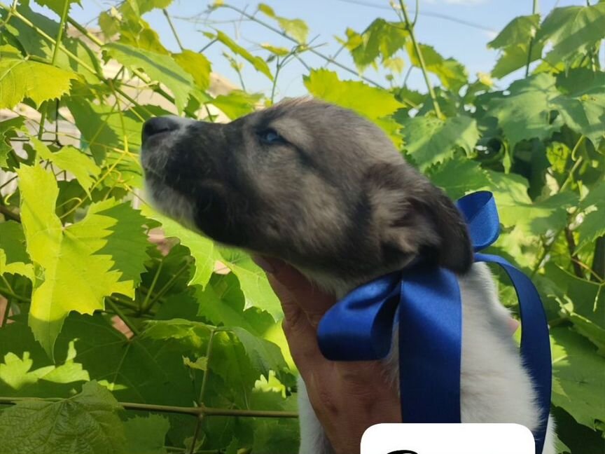 Отдам кутят в добрые руки