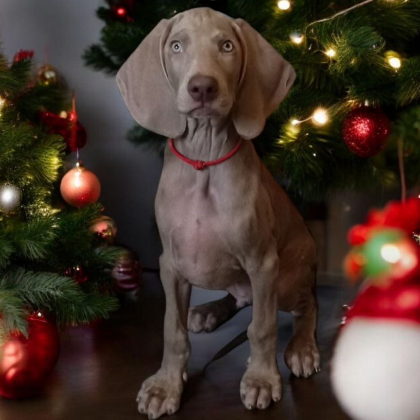 Веймаранер, щенок