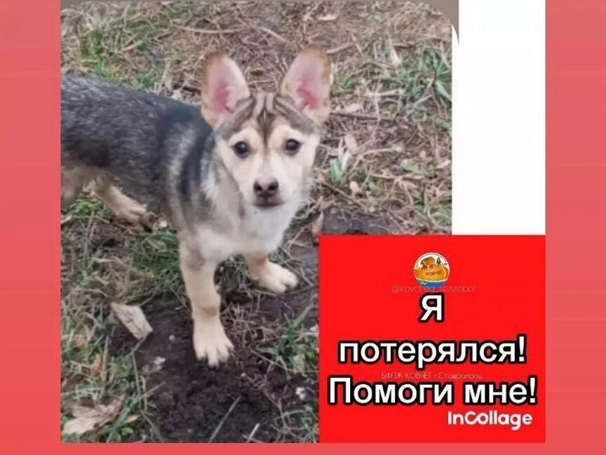 Собака потерялся щенок мальчик