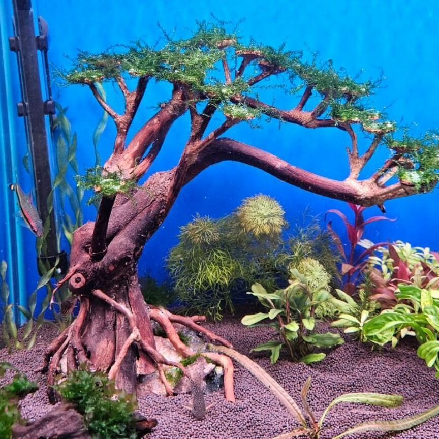 Бонсай для аквариума