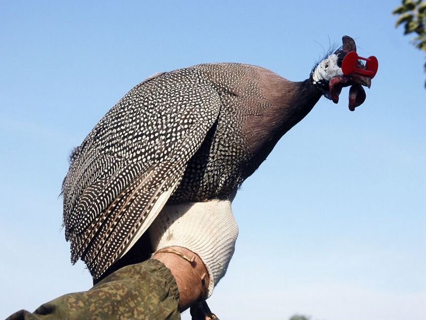 Молодой петух цесарки