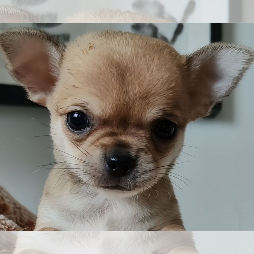 Чихуахуа, щенок