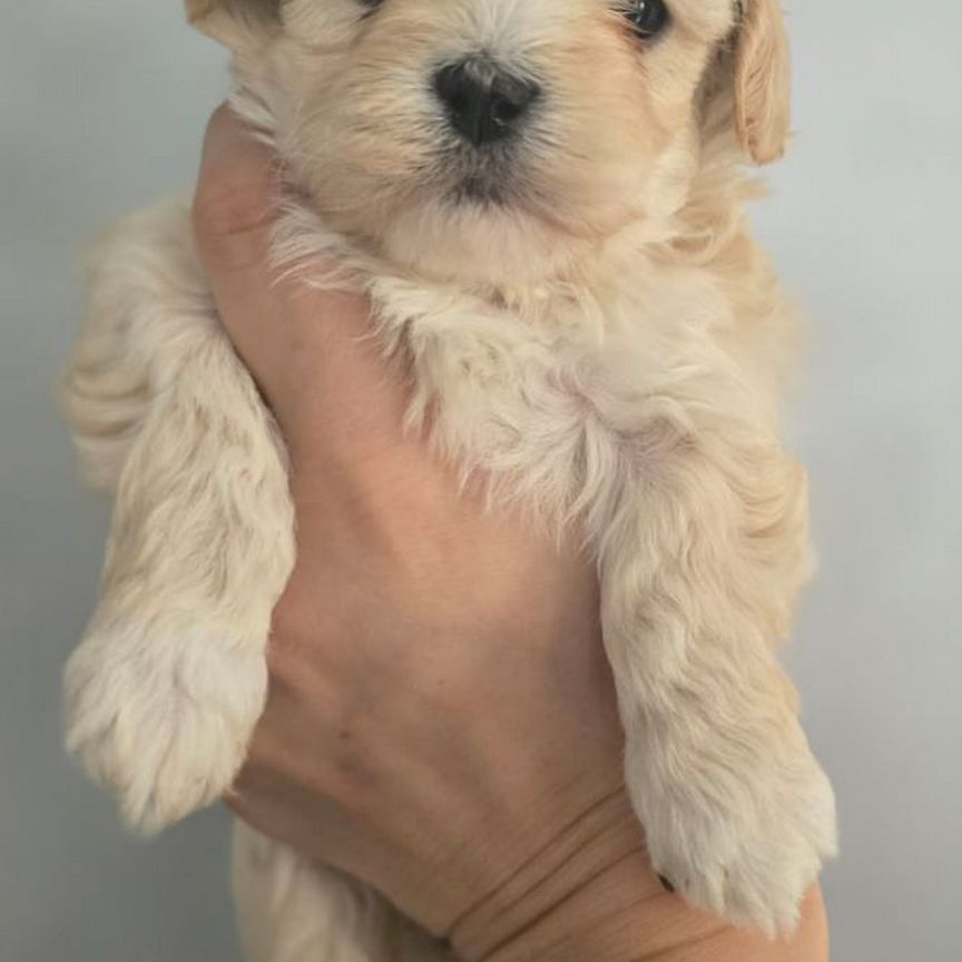 Щенки мальтипу