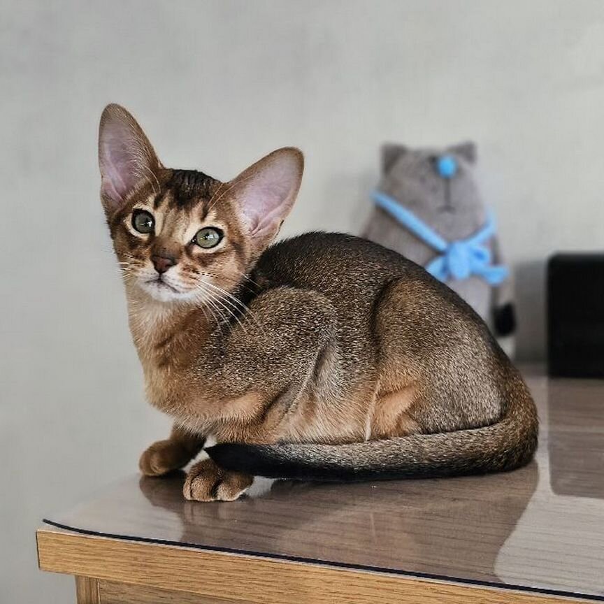 Абиссинский котёнок