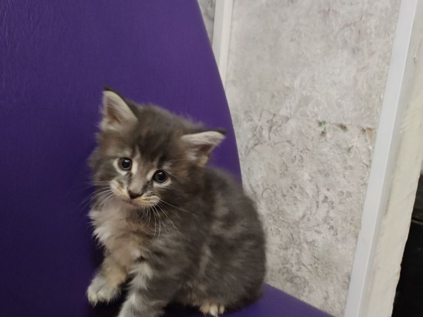 Кошка