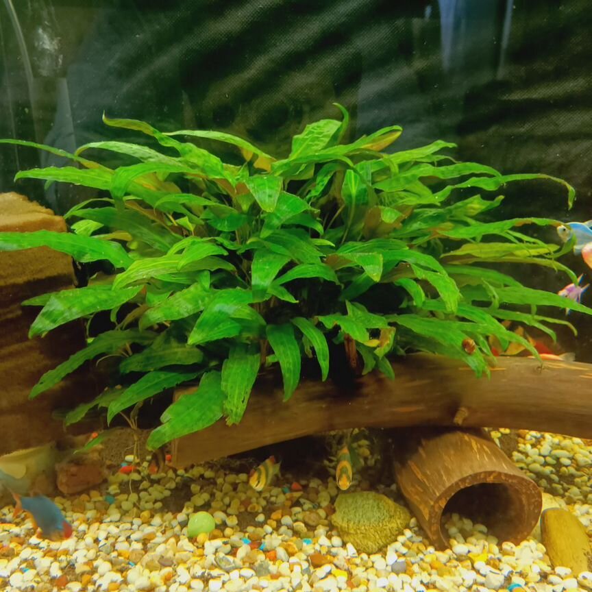 Криптокарина