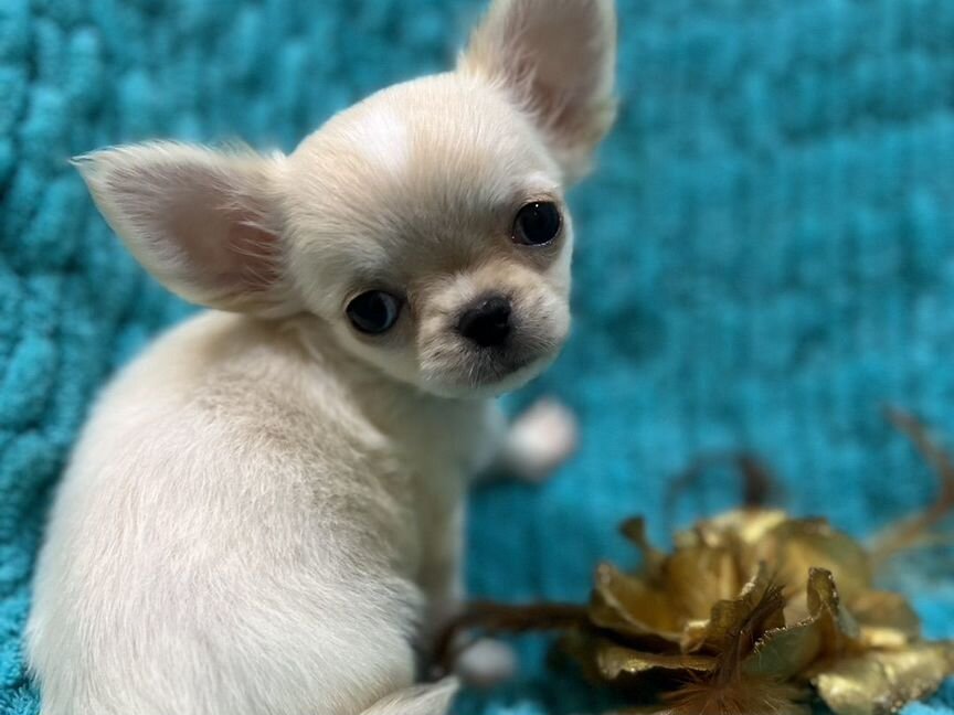 Мини мальчик