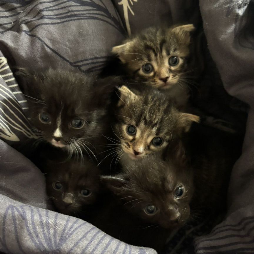 Шотландские котята