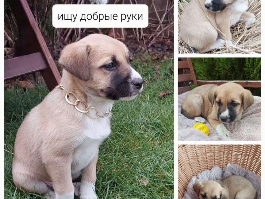 Собака в добрые руки