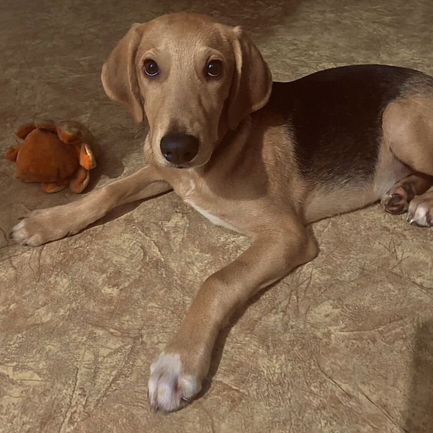 Русская гончая, щенок