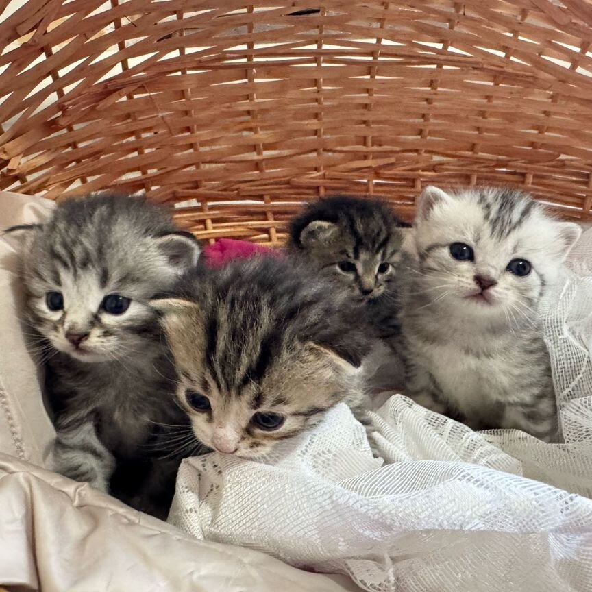 Британский короткошёрстный котёнок