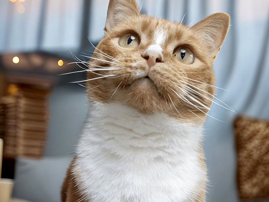 Рыжая Апельсинка станет верным другом