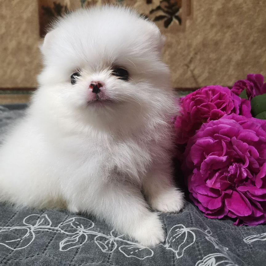 Померанский шпиц мини