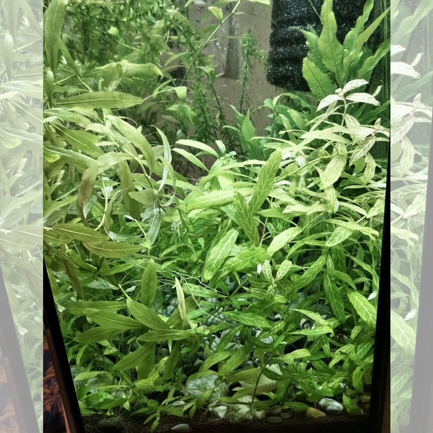 Аквариумные растения прополка