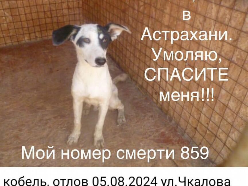 Собака в добрые руки