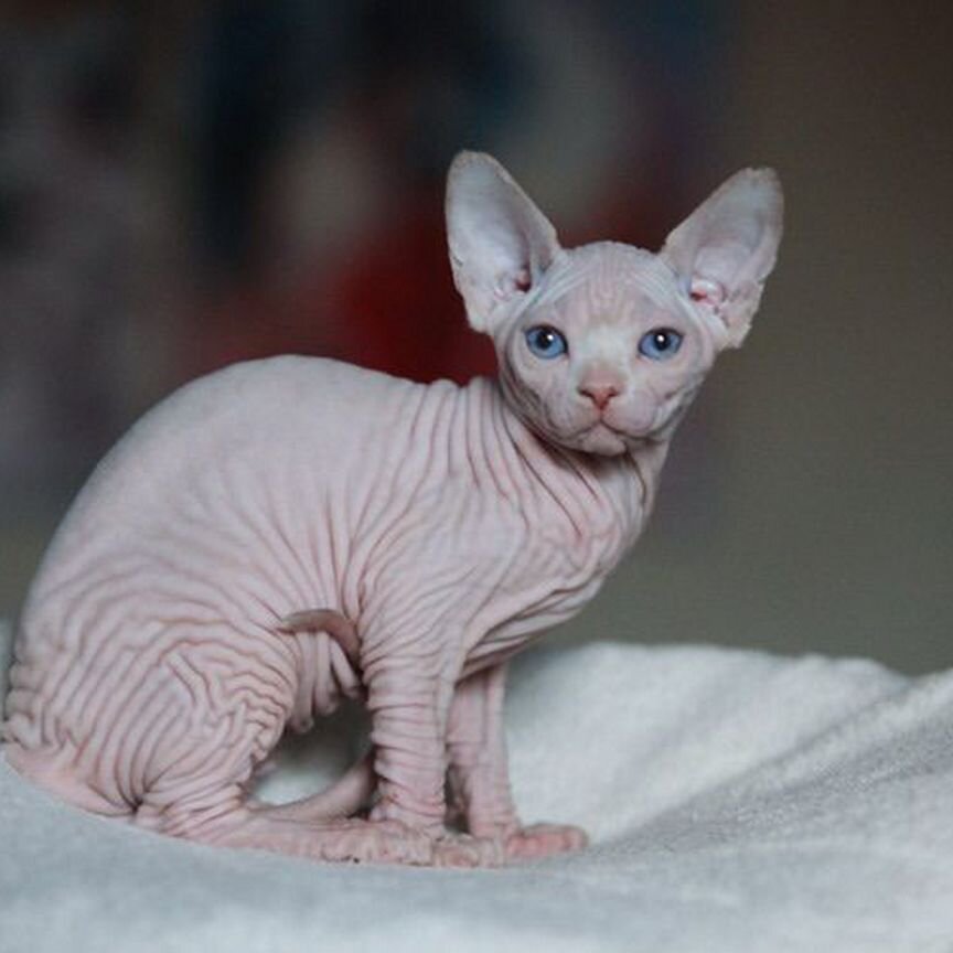 Канадский сфинкс кошечка 3 мес