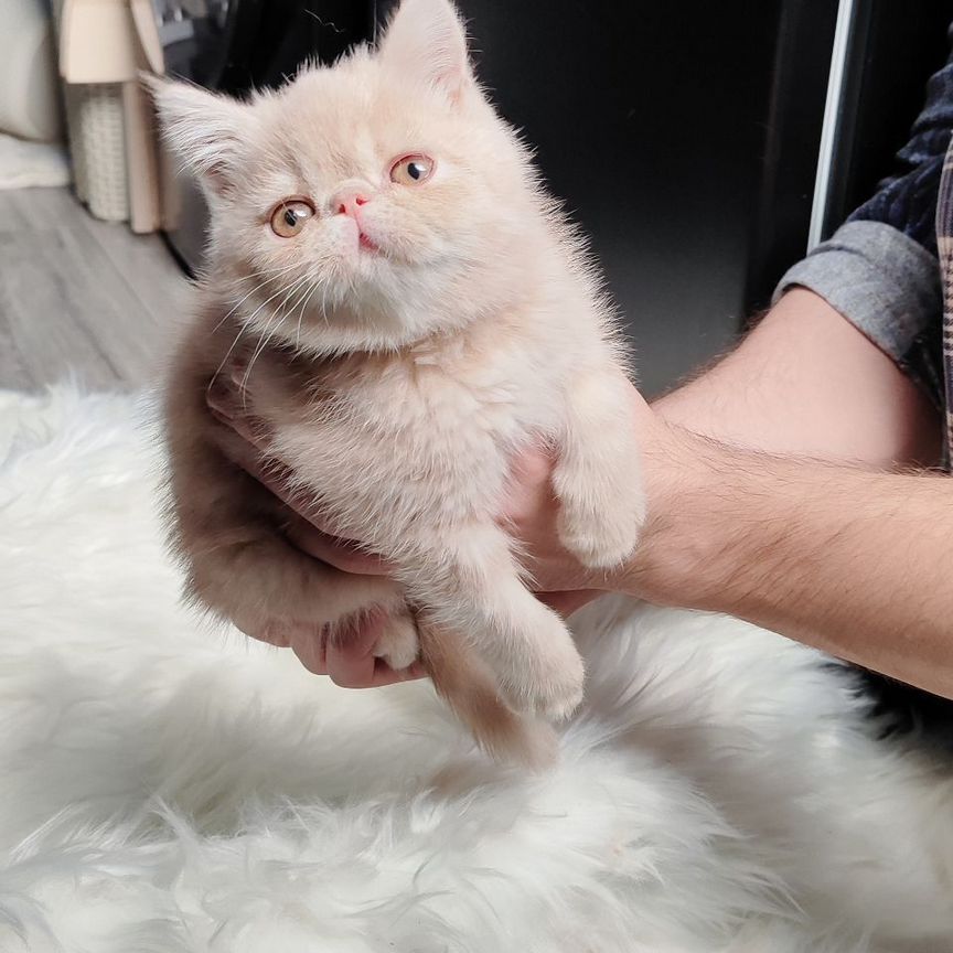 Экзотические короткошерстные котята