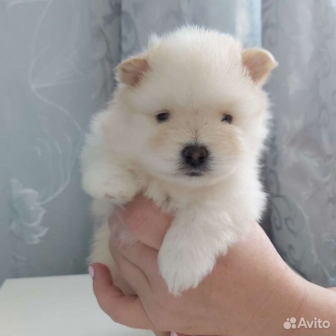 Щенки шпица к бронированию