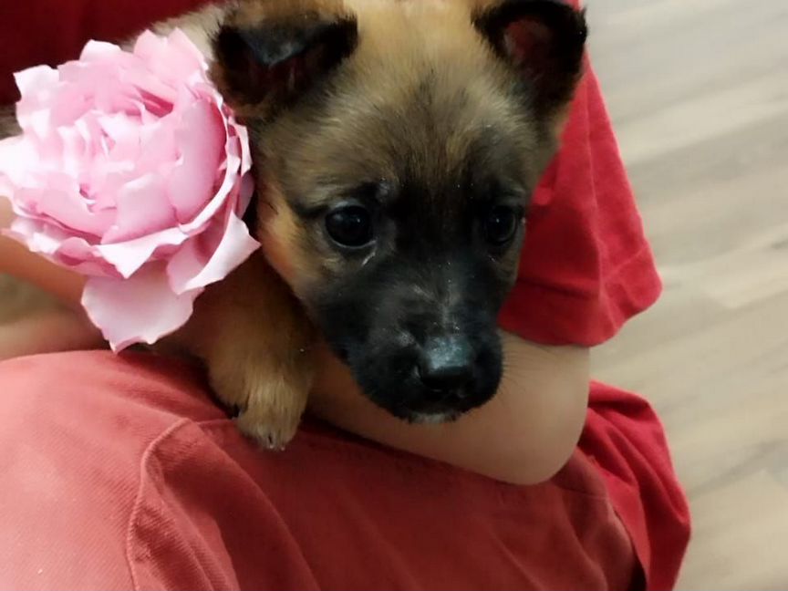 Щенок маленькой собачки