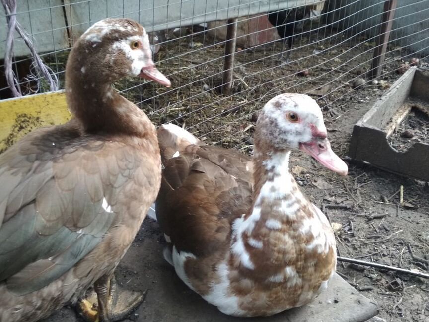 Индоутята шоколад