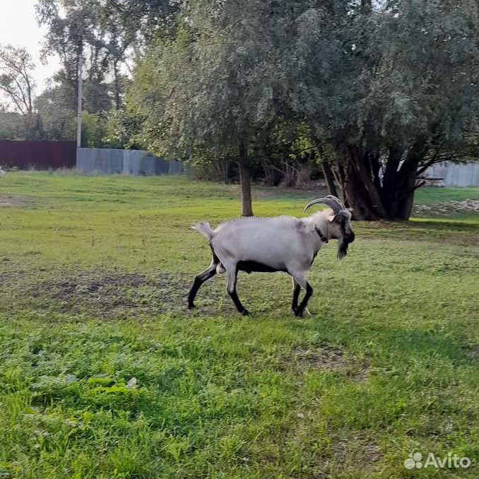 Чешский козел
