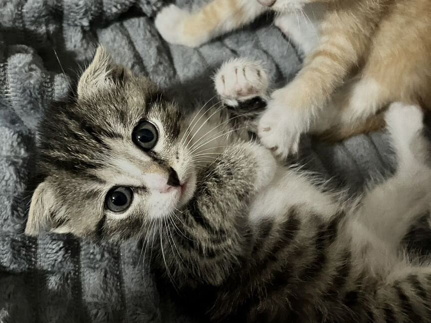 Прекрасные котята в добрые руки