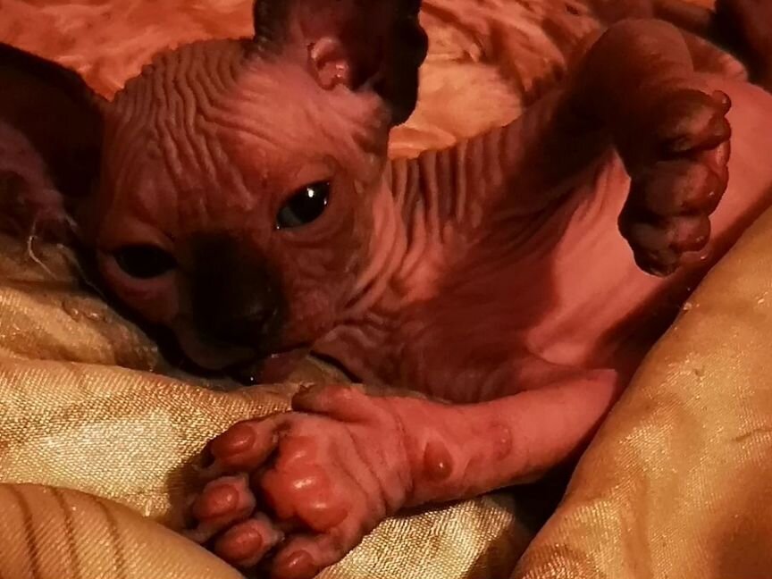 Канадский сфинкс котенок мальчик