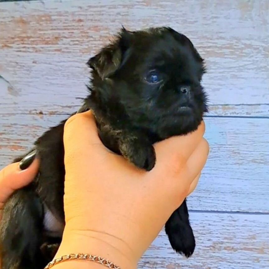 Бельгиец, кобель