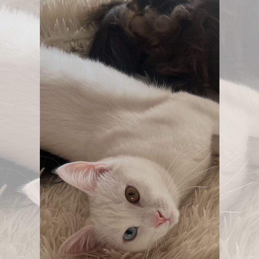 Разноглазая чисто белая гладкошерстная кошечка