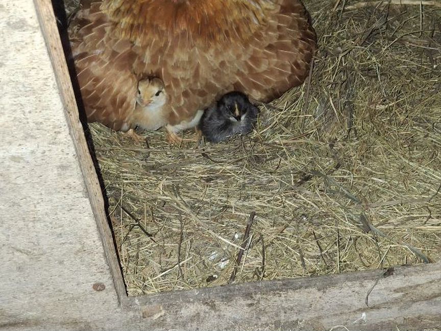 Клушка с цыплятами