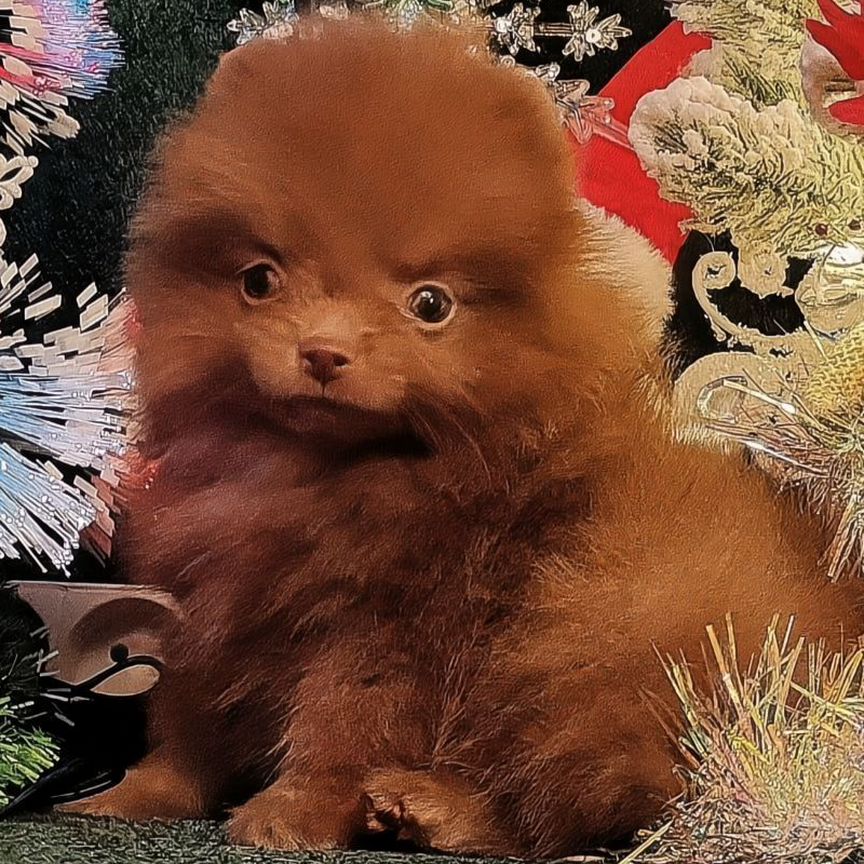 Померанский шпиц, щенок