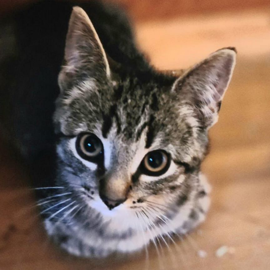 Котёнок 2,5 месяца ищет дом
