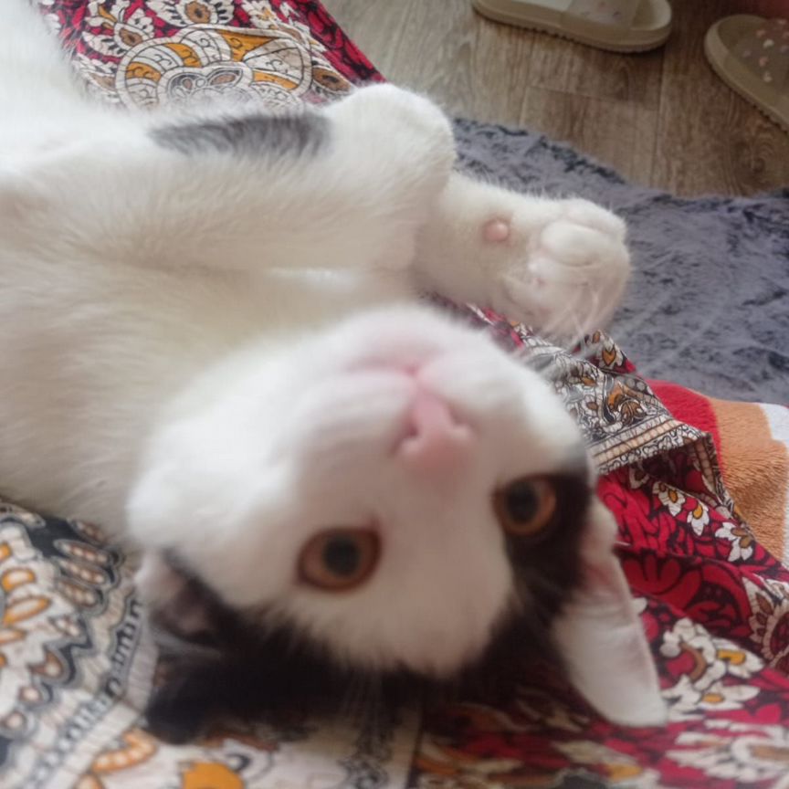 Котенок чудесная девочка ищет семью