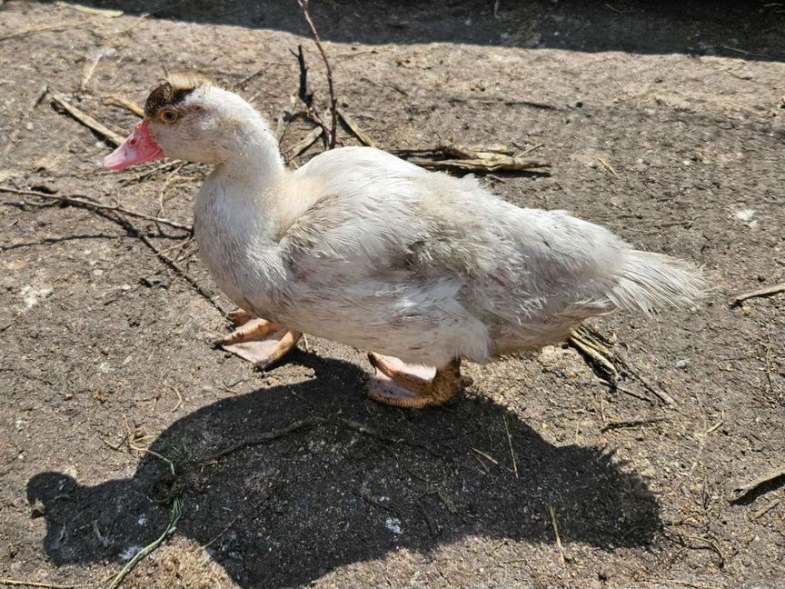 Мускусные утки индоутки индоутята