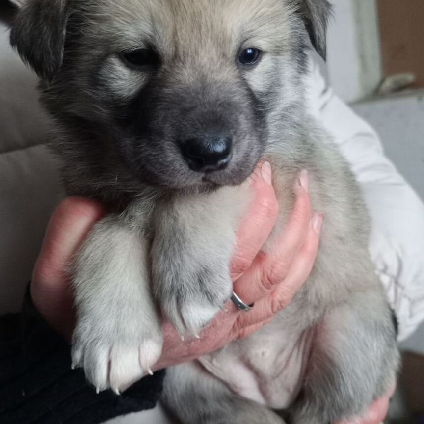 Щенок в добрые руки