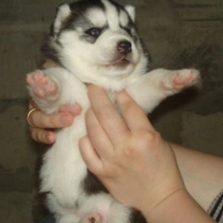 Собачки хаски