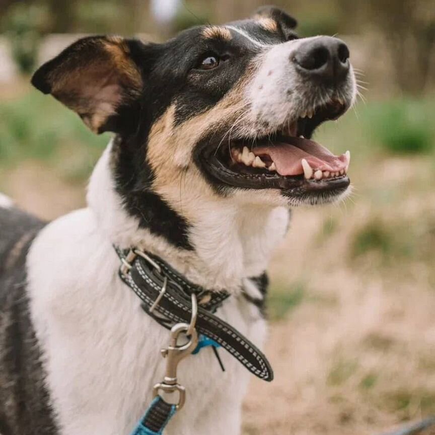 Элис, собака в добрые руки