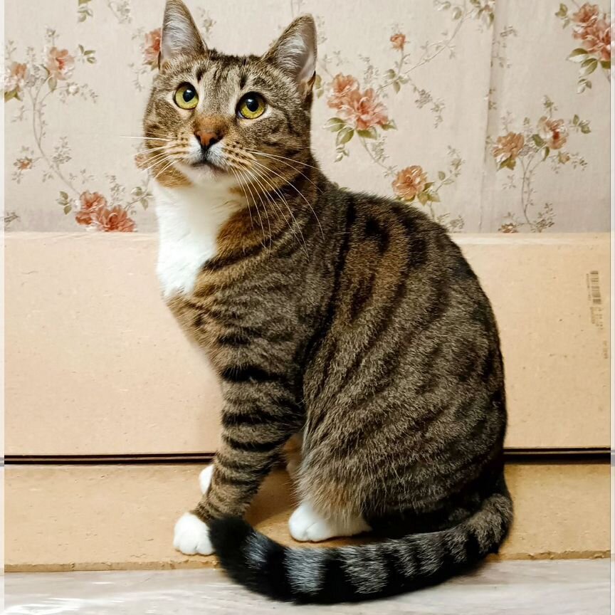 Взрослая, Девочка кошка в добрые руки